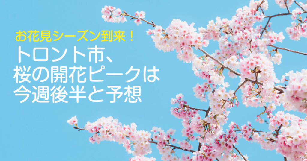 トロント市、桜の開花ピークは今週後半と予想 - LifeToronto カナダ・トロント現地情報